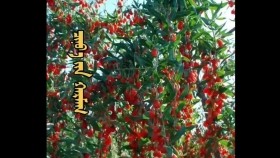 ᠴᠢᠨᠣ ᠠ ᠶ᠋ᠢᠨ ᠬᠠᠷᠮᠠᠭЧонон хармагChonon kharmag ᠡᠪᠡᠰᠦ ᠤᠷᠭᠤᠮᠠᠯ ᠮᠣᠩᠭᠣᠯ ...