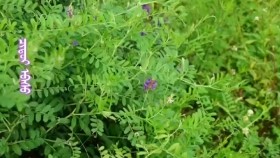 ᠬᠥᠬᠡ ᠰᠡᠷᠡᠳᠮ ᠡХөх сэрдамKhökh serdam ᠡᠪᠡᠰᠦ ᠤᠷᠭᠤᠮᠠᠯ ᠮᠣᠩᠭᠣᠯ ᠬᠡᠢᠮᠣᠷᠢ ᠰᠦᠯᠵᠢᠶ ...