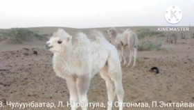 ᠥᠨᠦᠴᠢᠨ ᠴᠠᠭᠠᠨ ᠪᠣᠲᠣᠭᠣ Өнчин цагаан ботго - Unchin tsagaan botgo ᠳᠠᠭᠤᠤ ...